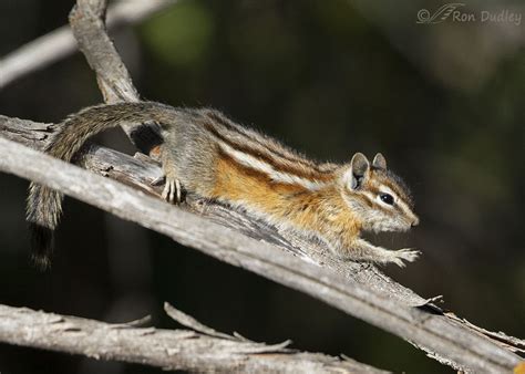 Yellow Pine Chipmunk