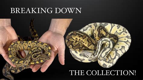 Breaking Down Our Ball Pythons Collection Tour Youtube