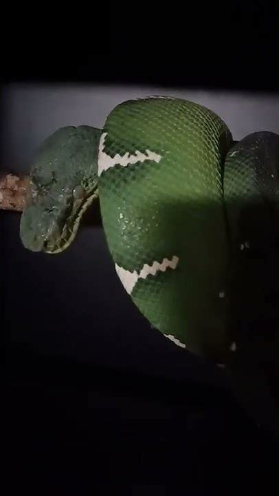 Emerald Tree Boa Breeding Youtube