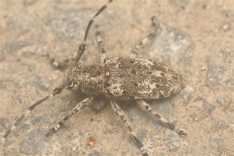 カタジロゴマフカミキリ Mitsu Itakura Flickr