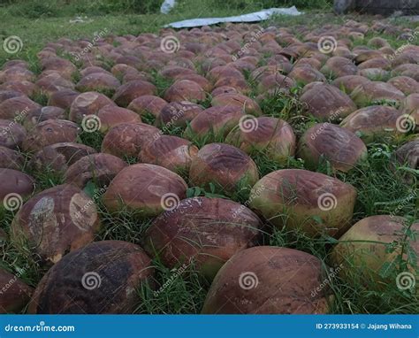 A Photo Of A Coconut Shell That Still Has The Skin Of The Fibers Arranged On The Home Page And