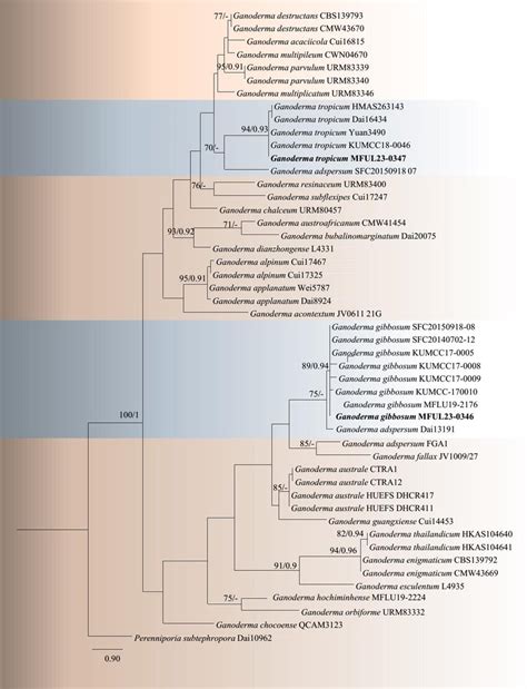 phylogram generated from the maximum likelihood ml analysis based