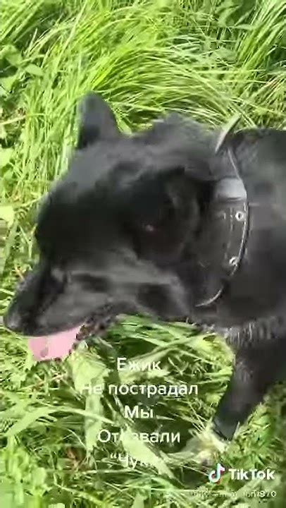 Как Лайка атакует Ежа Youtube