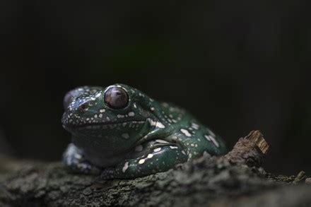 Dumpy Tree Frog Stock Pictures Editorial Images And Stock Photos Shutterstock