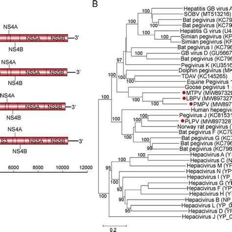 Genomic Annotation And Genetic Analysis A Genomic Structure Of Novel Download Scientific
