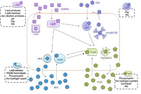 The Hierarchy Quorum Sensing Network In Pseudomonas Aeruginosa Springerlink
