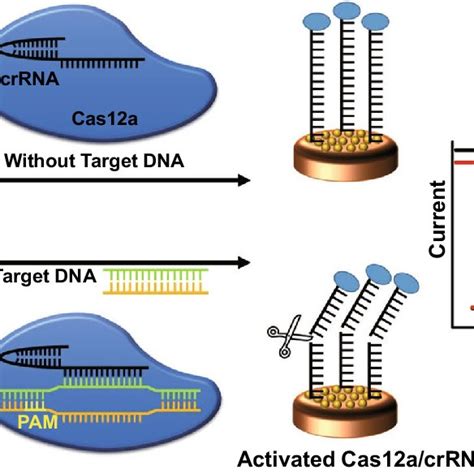 Schematic Representation Of The Aunps Assisted E Crispr Biosensor