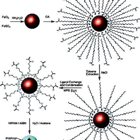 Synthesis Of Fe 3 O 4 Pmema Hybrid Nanoparticles By Surfaceinitiated