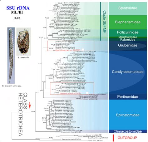Maximum Likelihood Ml Phylogenetic Tree Inferred From 18s Rdna