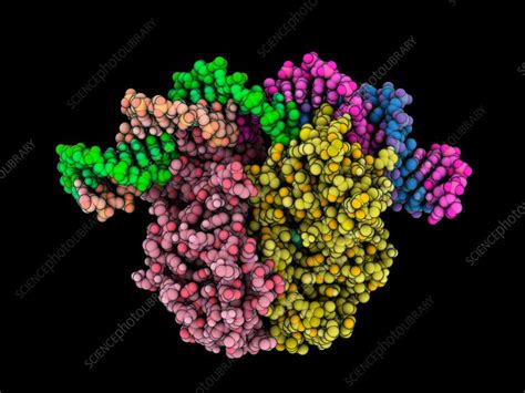 Cap Protein Complexed With Dna Stock Image C0357989 Science