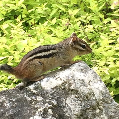 Submit Your Theme Choice For 2025 The Prairie Garden