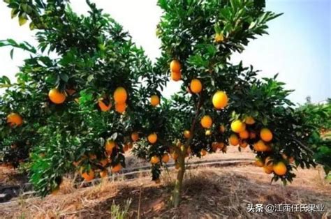 赣南脐橙的种植方法与管理 橙子