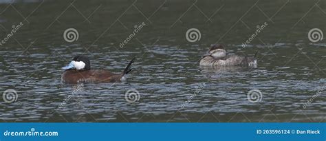 Male And Female Ruddy Ducks In Breeding Color Swimming In Small Pond