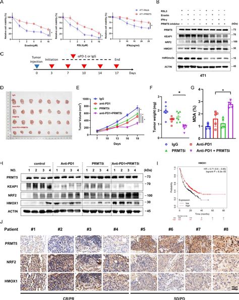 Prmt5 Reduces Immunotherapy Efficacy In Triple Negative Breast Cancer