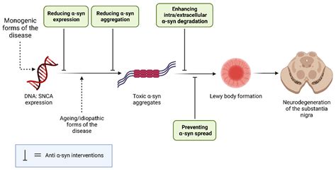 Are Therapies That Target α Synuclein Effective At Halting Parkinsons Disease Progression A