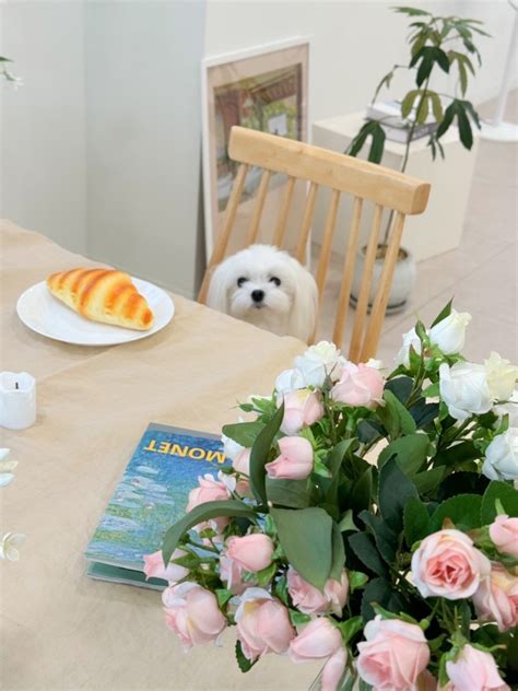 대구 렌탈스튜디오 셀프 강아지 사진 촬영 베르크 스튜디오 네이버 블로그