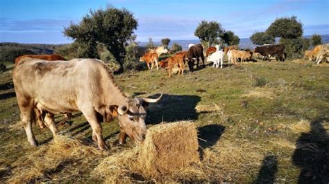 Más Ganadería Extensiva Más Biodiversidad