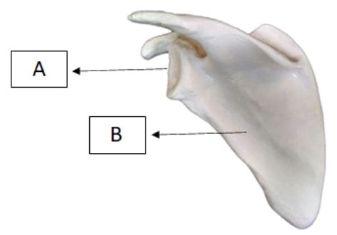 Pre Lab 5 Appendicualr Skeleton Identification Flashcards Quizlet