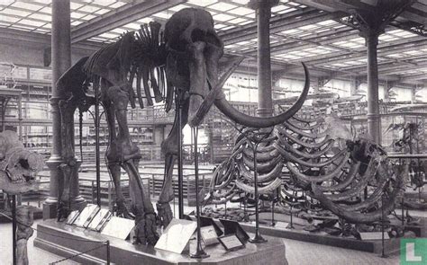 Geraamte Van Een Mammouth Squelettes De Mammouth 3 03 Koninklijk
