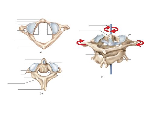 Cervical Vertebrae C1 And C2 Quiz