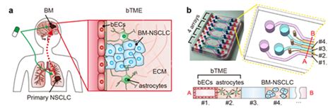 암세포 체외 배양 통해 약물의 내성 확인가능한 미세유체 칩 개발 Bric
