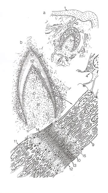 Stages Of Tooth Development Diagram My Xxx Hot Girl
