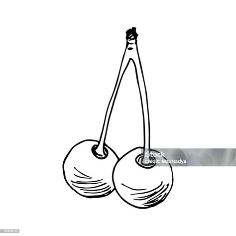 검은 윤곽이 있는 손으로 그린 간단한 벡터 일러스트레이션 흰색 배경에 고립 된 나뭇 가지에 두 개의 체리 인쇄 라벨 스티커용 검은색에 대한 스톡 벡터 아트 및 기타 이미지