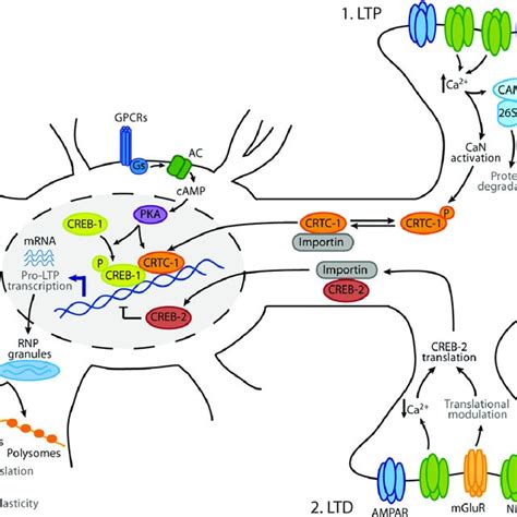 hebbian and non hebbian forms of synaptic plasticity during basal download scientific diagram