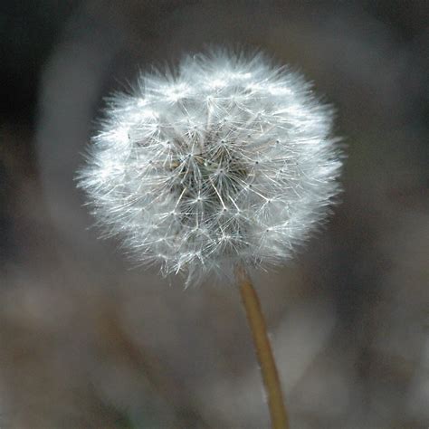 Dsc006113 Fred Roessler Flickr