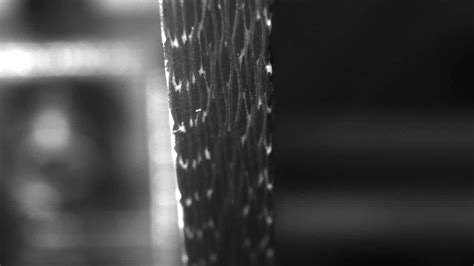 Trike Wong Roboflow Universe