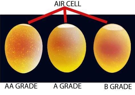 Choosing And Using Eggs How To Determine Fertilization Or Freshness