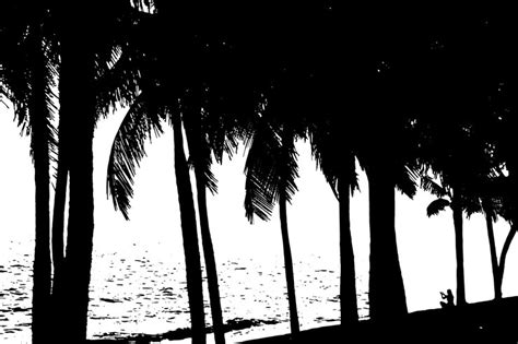 Premium Vector Coconut Palm Tree Silhouette Vector Illustration