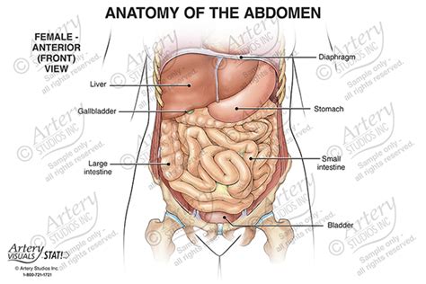 Female Abdominal Anatomy