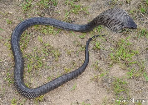 Indian Snakes Indian Snakebite Initiative