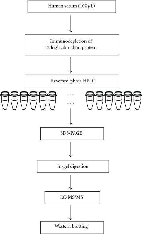Schematic Diagram Of The Experimental Protocol Download Scientific Diagram