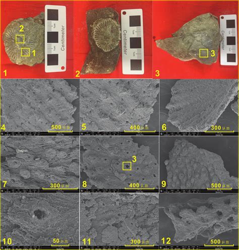 Characteristics Of Tetragonal Corals In Qijiagou Section A C