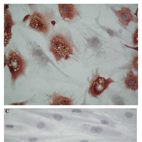 Adiponectin Protein Expression In Differentiated Adipocytes A