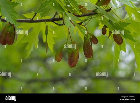 Acer Saccharinum Fruit