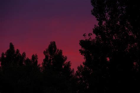 Trees Sun Forest Free Photo On Pixabay Pixabay