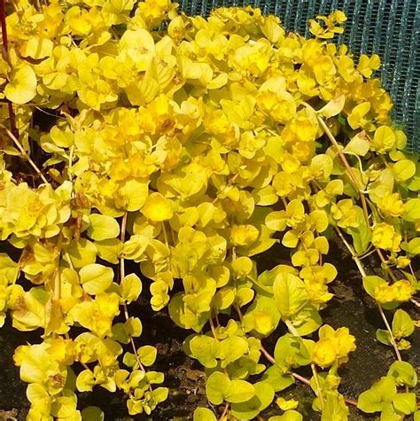 Вербейник монетчатый Ауреа (Lysimachia nummularia Aurea)