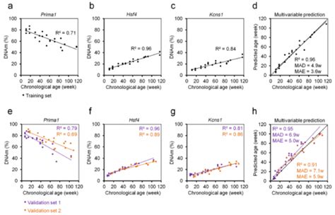 Dna甲基化（5mc And 6ma）在复杂疾病中的调控机制研究 百迈客生物