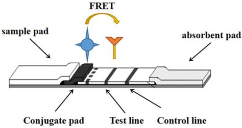 Lateral Flow Immunoassay Technology For Food Safety Detection Encyclopedia Mdpi