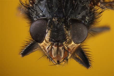 Imfuse Possible Background · Issue 11 · Mviereck Microscopy Tools · Github