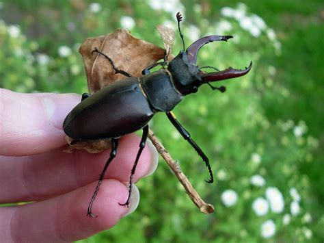 Stag Beetle Guide How To Identify And How To Help Them In Your Garden