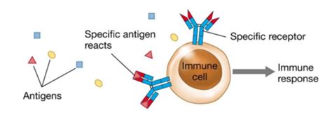 Module 15 Innate And Adaptive Immunity Bio 300 Final Part 2