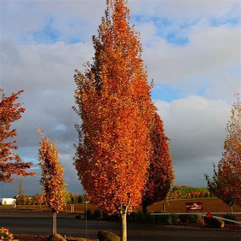 Armstrong Gold® Maple Tree Columnar Trees Red Maple Tree Green