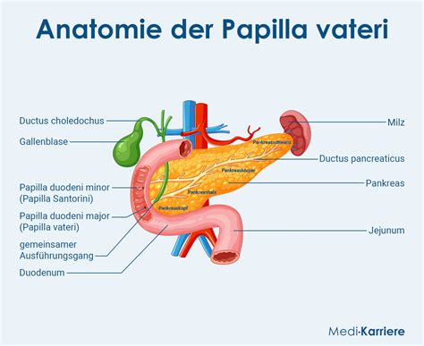 Papilla Vateri Definition Anatomie Klinik