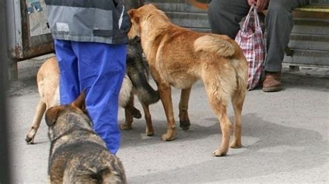 Трагедия в Русенско Намериха мъртва жена нахапана от кучета