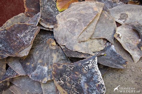 How To Identify And Avoid Sea Turtle Shell Souvenirs Travel For Wildlife