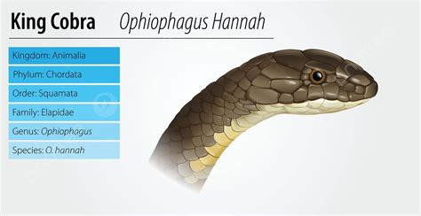 Ophiophagus Pronunciation